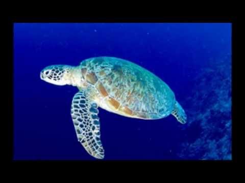 Far from  Turtle　Bob James