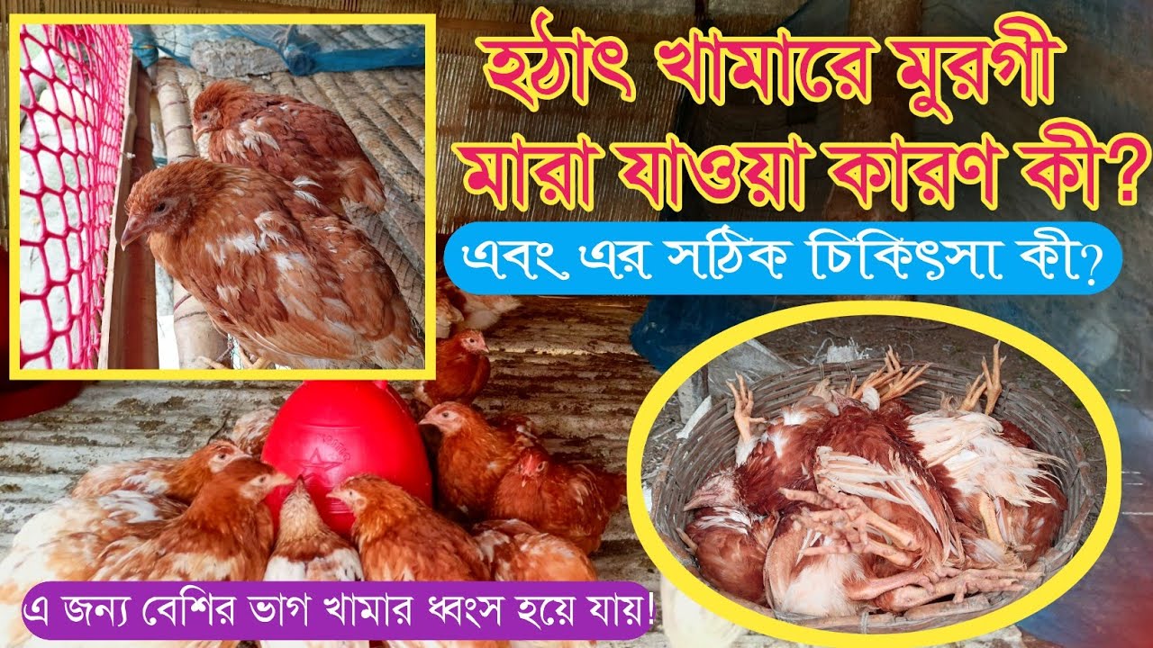 Sudden Death of Chickens on the Farm? And its proper treatment. - YouTube