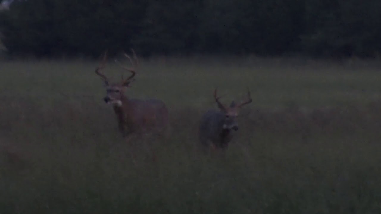 Parade of Kansas bucks right at dusk - YouTube