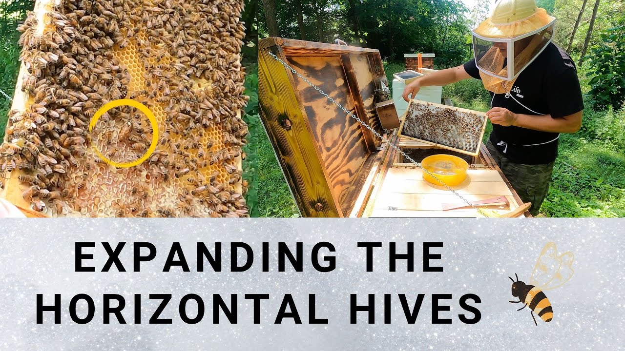 #beekeeping Horizontal Hives are Growing - YouTube