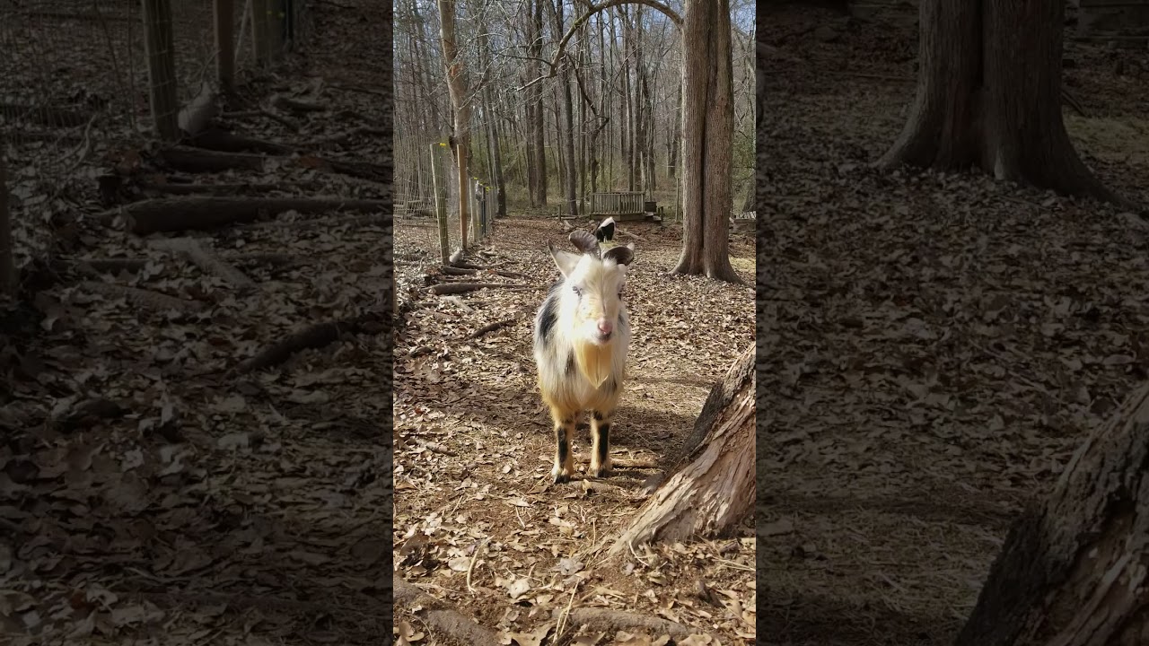 The Half-Wit Homestead - Choking Goat Part 3 of 3 - YouTube
