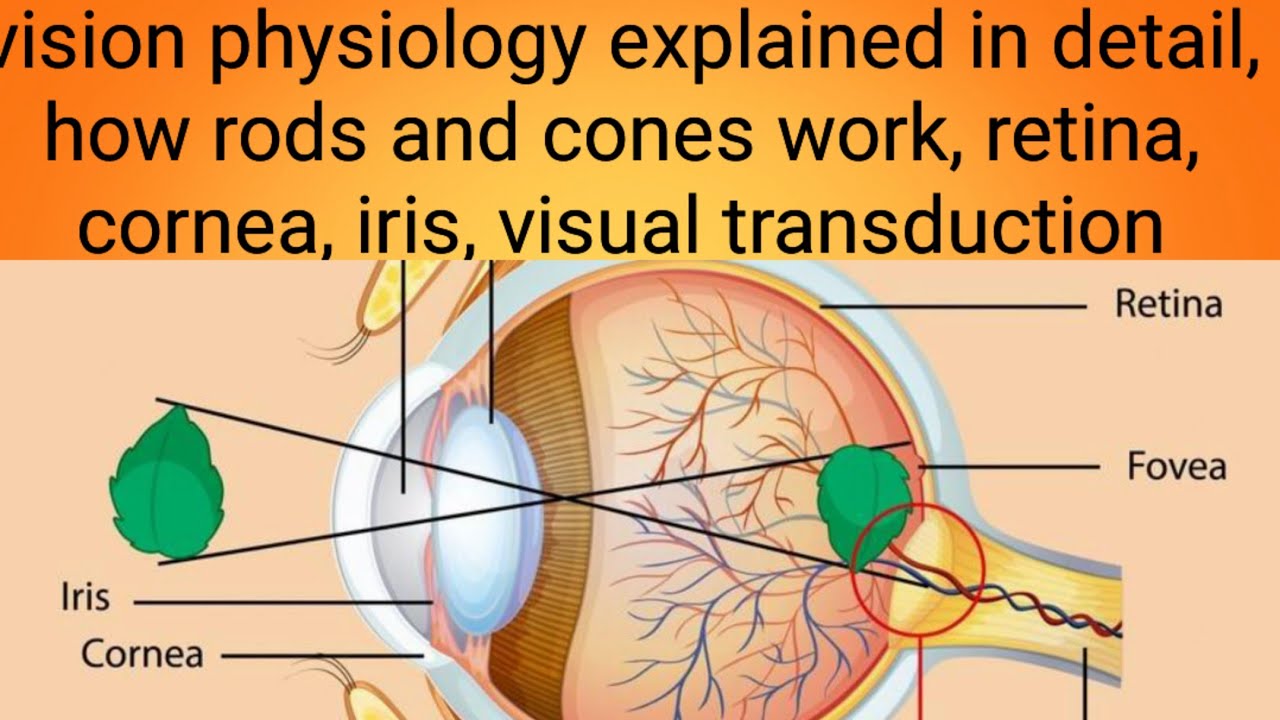 vision physiology explained(physiology lecture 12) - YouTube