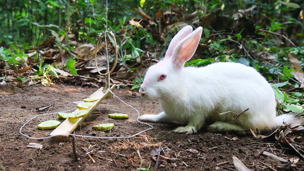Can you believe this hare trap? Live hare catching|| Amazing catching ...