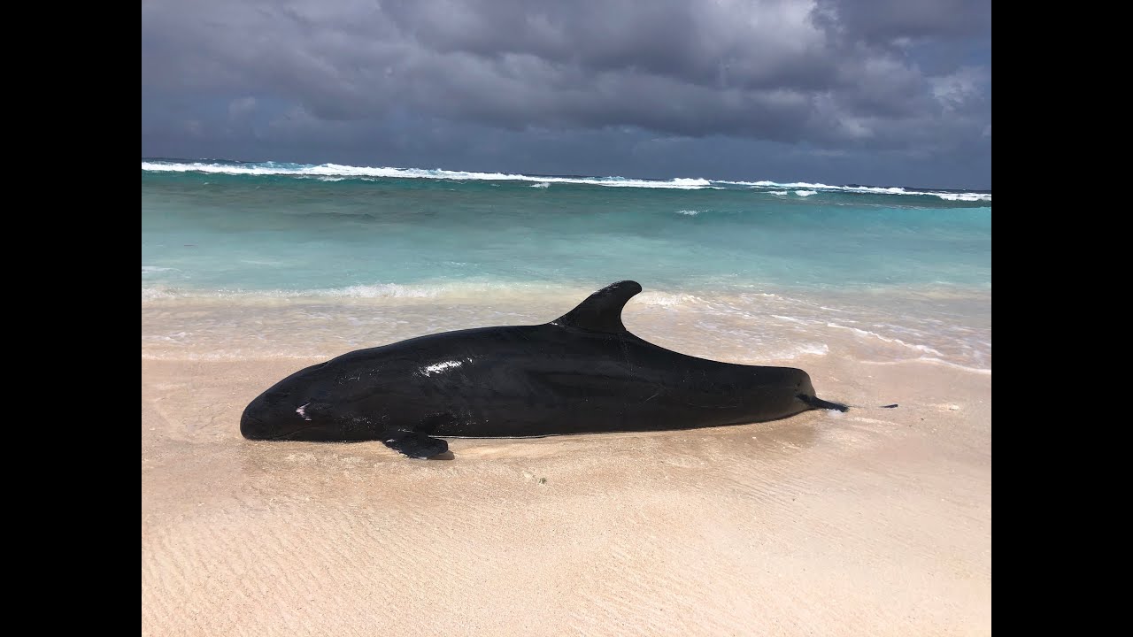 Guam Whale Stranding - YouTube