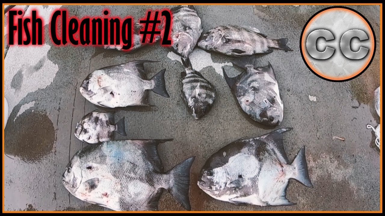 Spade Cleaning | Fish Cleaning | Controlled Chaos - YouTube