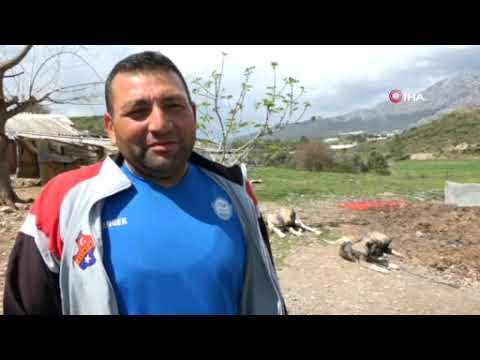 Havuza düşen kangal köpeğini, kardeşi kurtardı