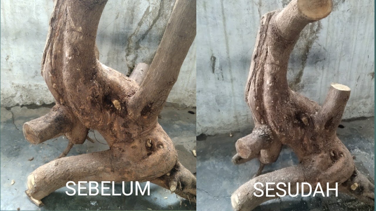 Langkah Penentuan Gerak Batang Bonsai Legundi vitex tripolia - YouTube