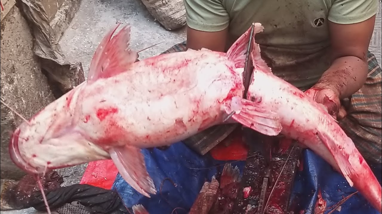 Long Whiskered Catfish Cut Into Pieces ByOld Fishmonger In Amazing Fish ...