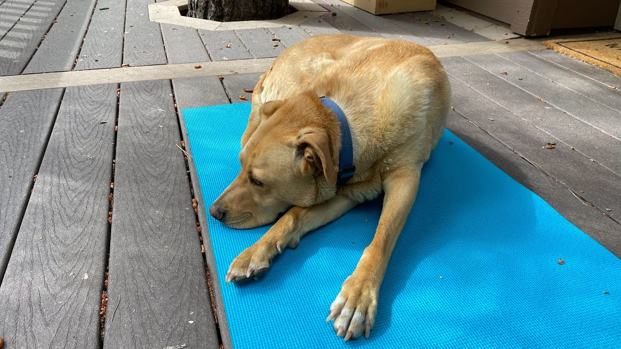 Junebug's weekend. Squirrel, yoga, walking, and dinner. - YouTube