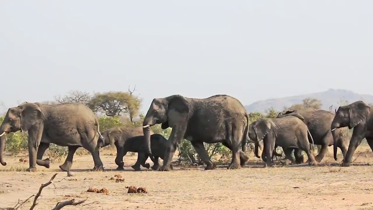 Elephants Walking in Slow Motion | Kruger National Park | Wildlife ...