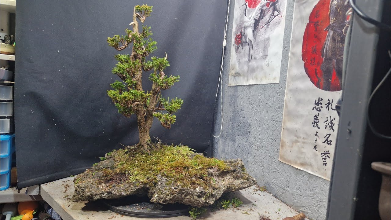 pruning a conifer on a concrete slab - YouTube