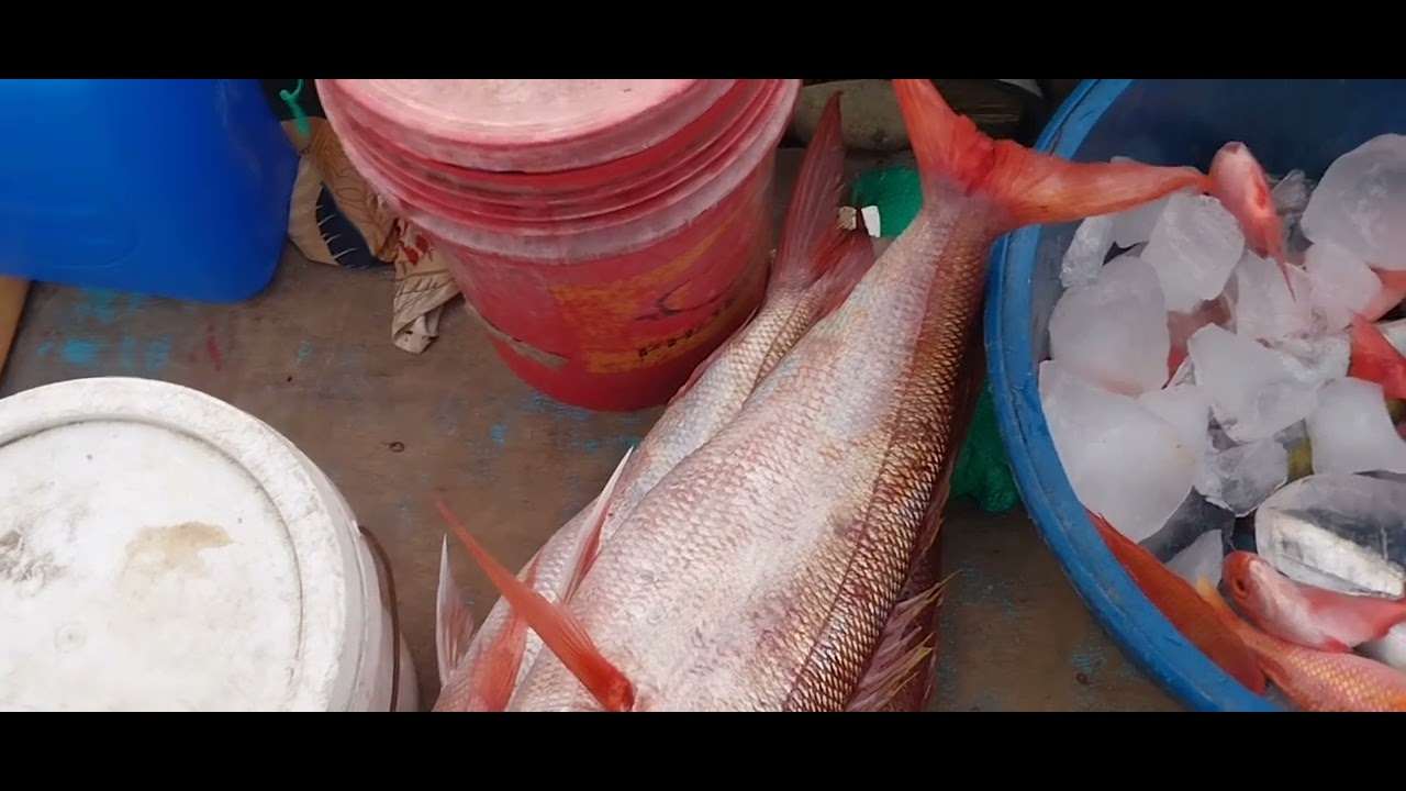 RUSTY SNAPPER MGA KA FISHING - YouTube