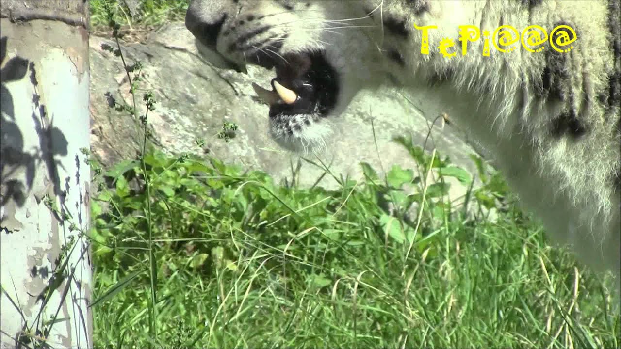 Korkeasaari lumileopardi - YouTube