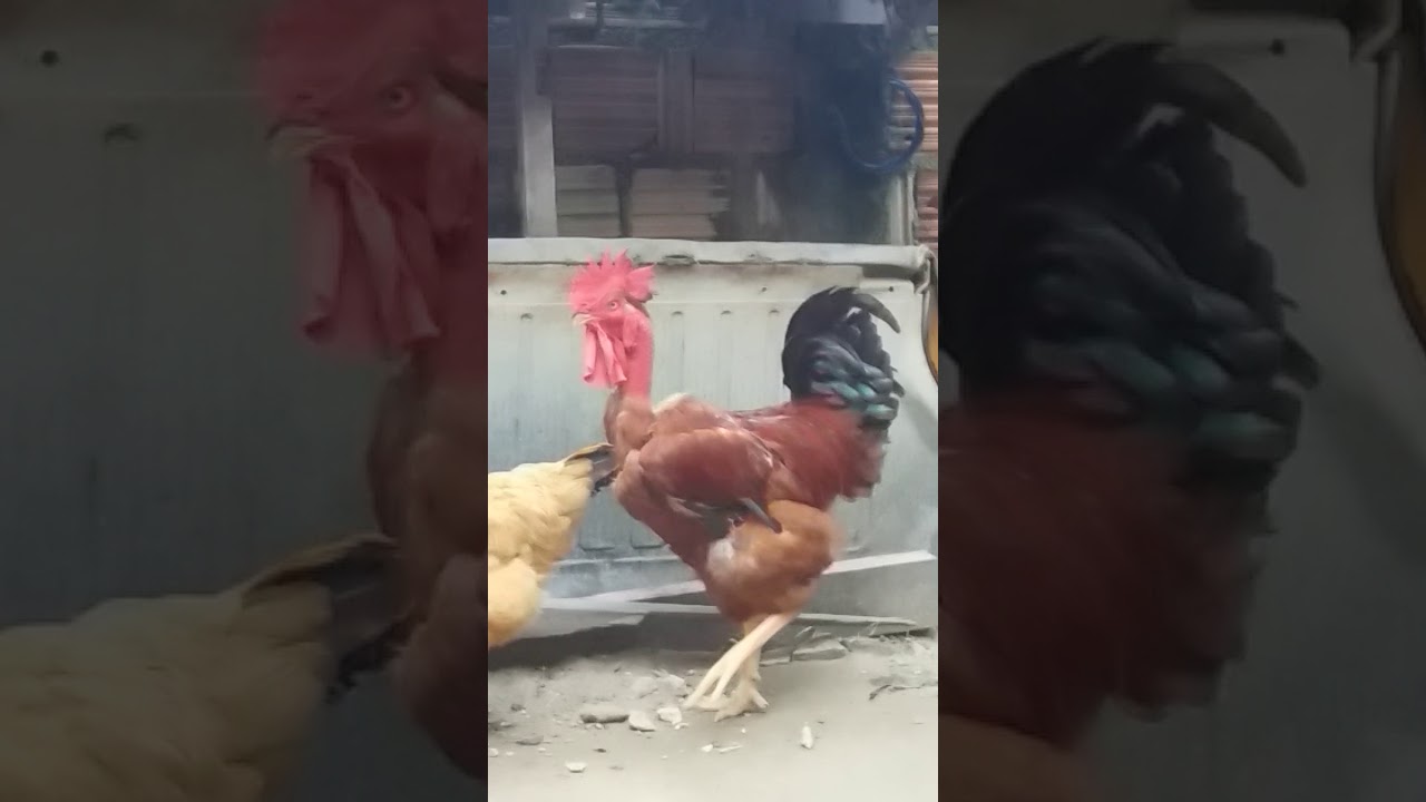 Galo piroco gigante...ótima linhagem.... - YouTube