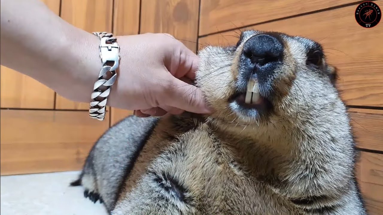 my grumpy and very fat marmot - YouTube