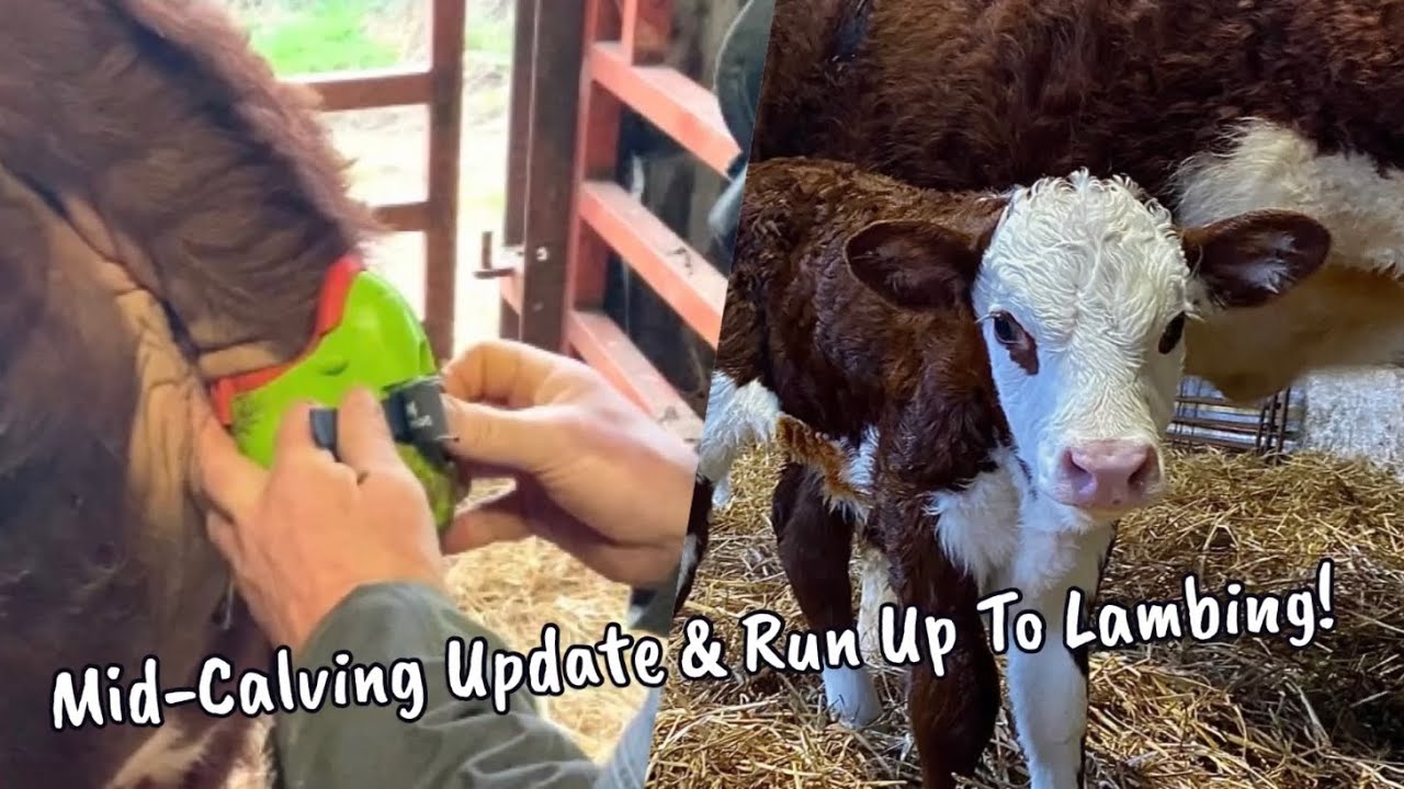 Mid-Calving Update & The Countdown To Lambing - YouTube