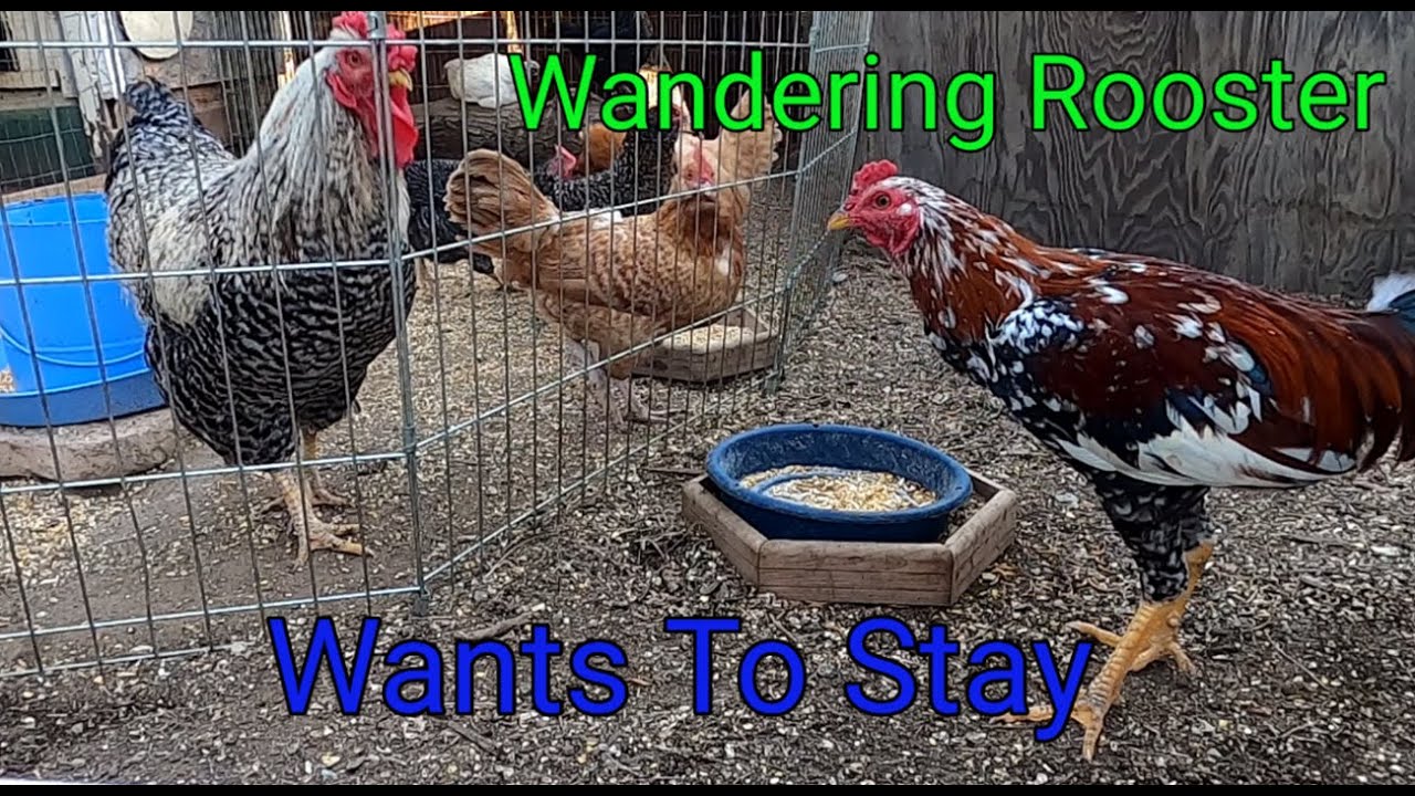 Rooster On The Loose Finds The Coop ** Backyard Chickens ** - YouTube