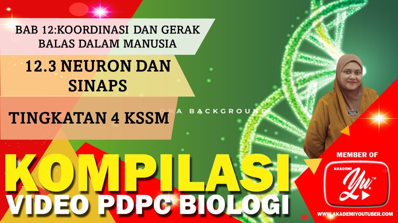 12.3 NEURON DAN SINAPS - YouTube