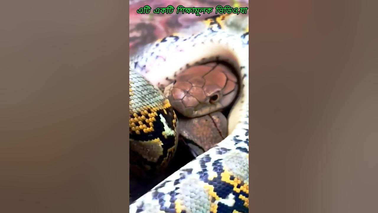 কিং কোবরা বনাম পাইথন! কে জিতবে এই মৃত্যুযুদ্ধে? | King Cobra vs Python ...