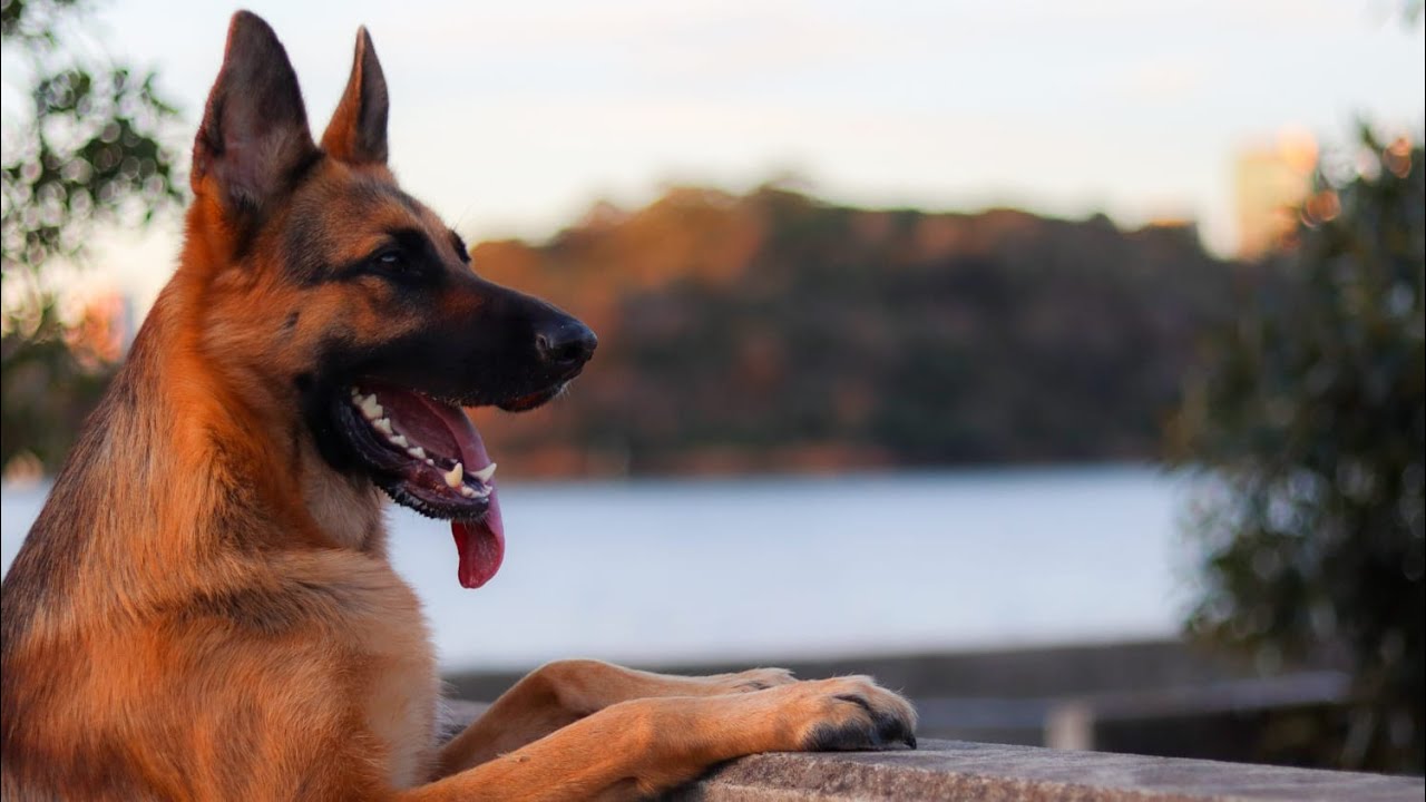 Lucy the famous German Shepherd - YouTube