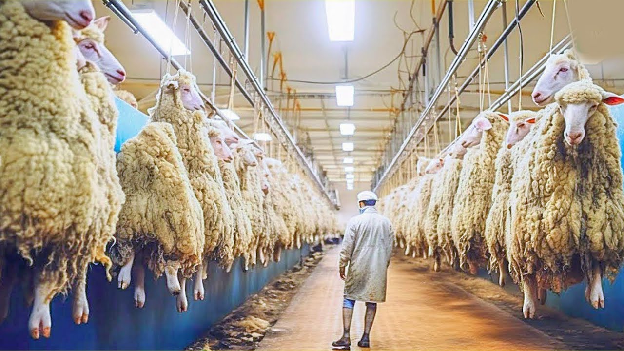 🐑 How to Process Sheep Wool in a Modern Factory | Processing Factory ...