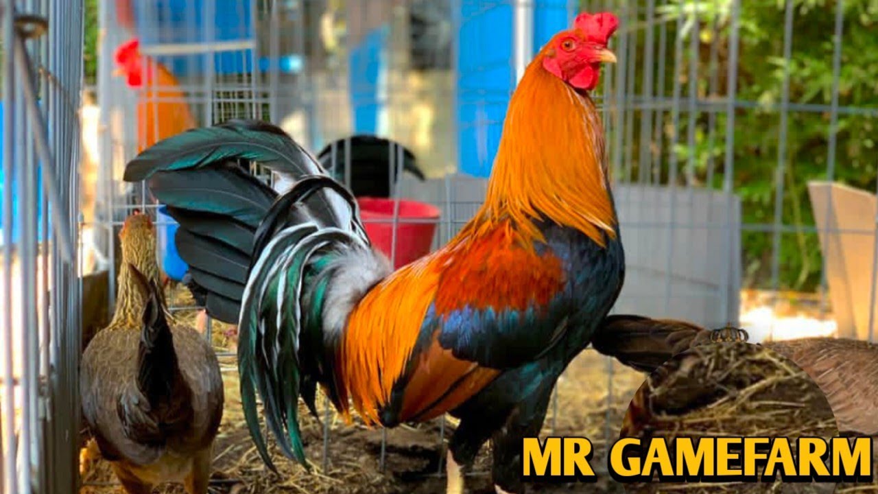 Sweater Grey McLean Hatch - MR FARM - YouTube