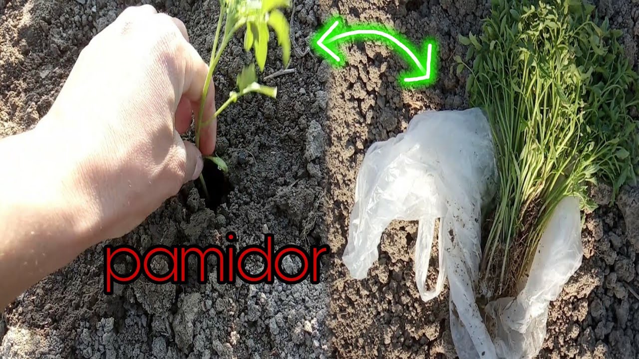 PAMİDOR ŞTİLLƏRİN ƏKDİK - YouTube