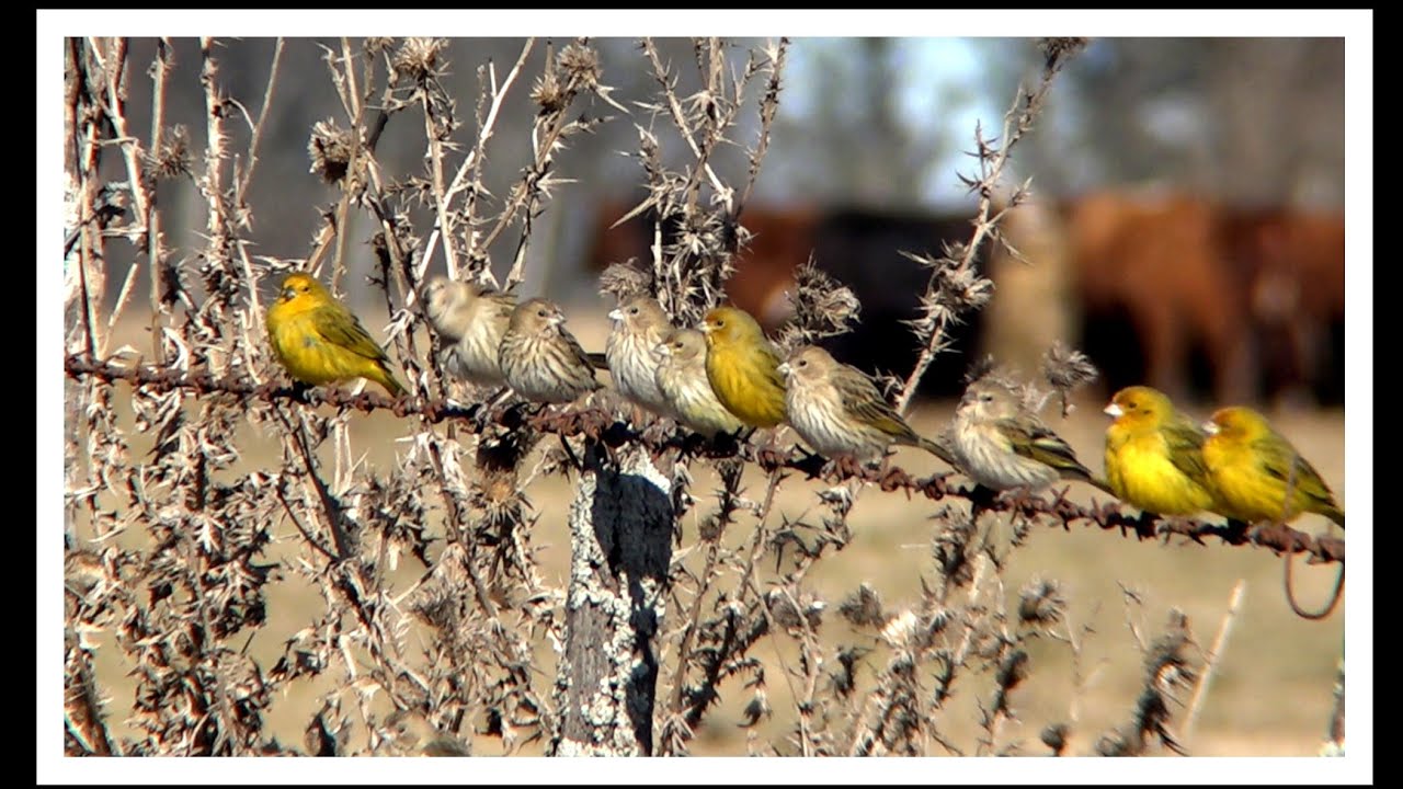ESPERANDO la PRIMAVERA🐦🌾☀️ WAITING FOR SPRING - YouTube