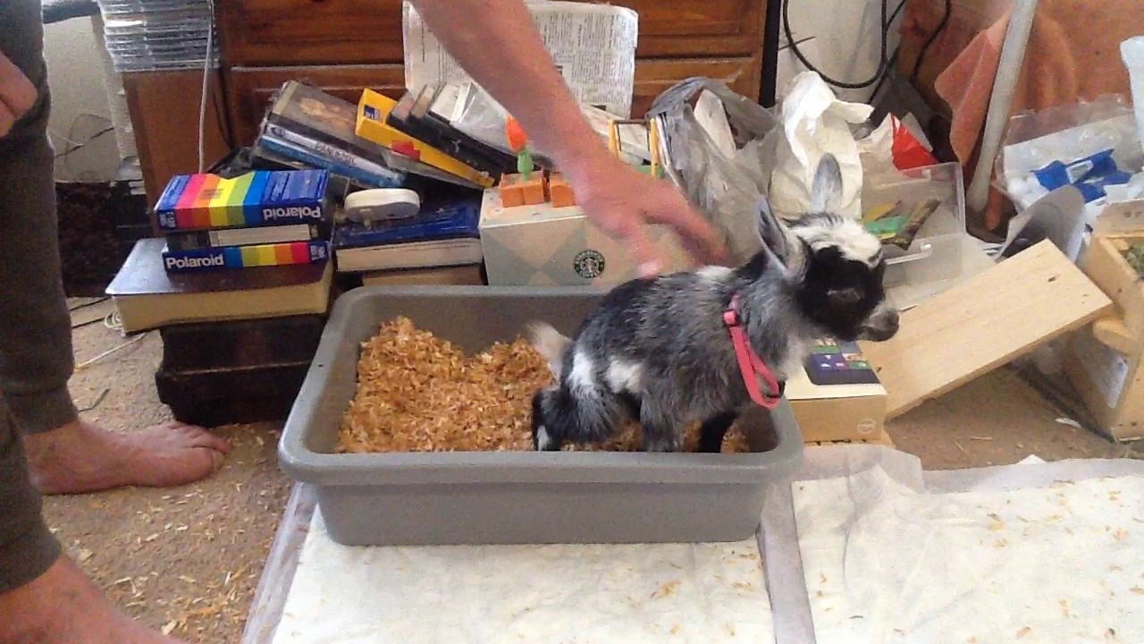 Potty-Training my Little Baby Goat - YouTube