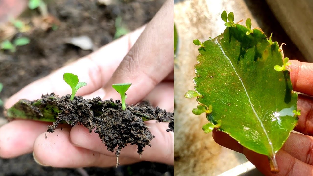how to grow panfuti / patharchatta /Bryophyllum plant /पानफुटी ...