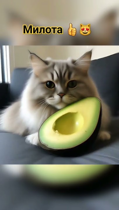 Доброе утро. Котик милый с авокадо 🥑😻😻👍 - YouTube