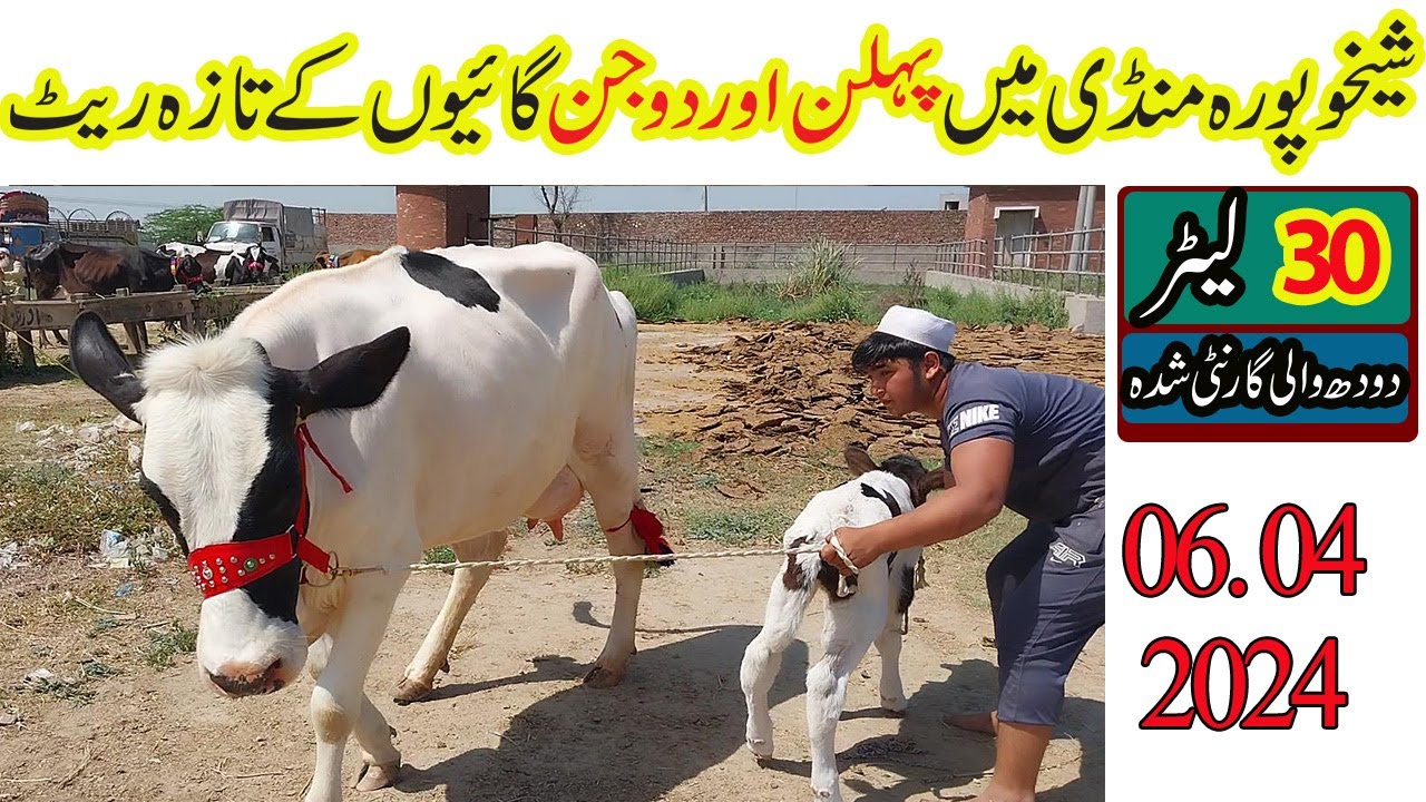 Cow kai fresh Rate and Demand in Sheikhupura and Sheikhupura Mandi ...