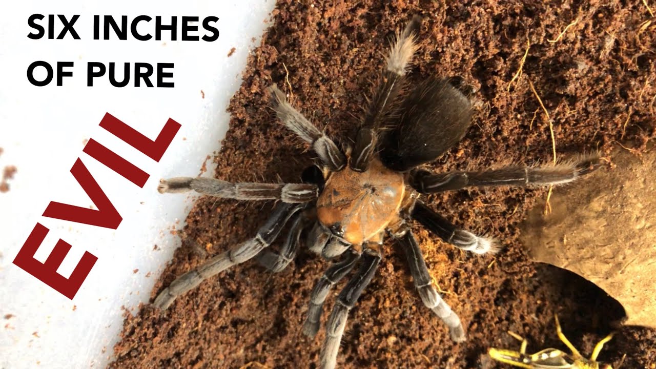 The Spider Shop UK - UNBOXING - YouTube