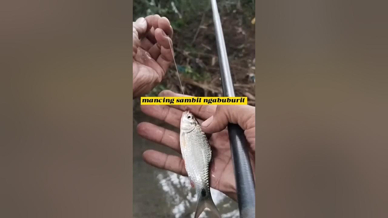 mancing sambil ngabuburit #mancing #fishing #mancingmania - YouTube