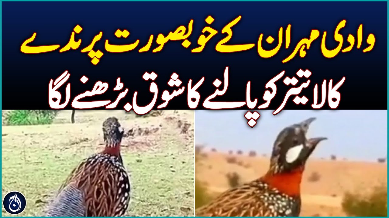 Love of rearing the beautiful birds of Mehran Valley, the black ...