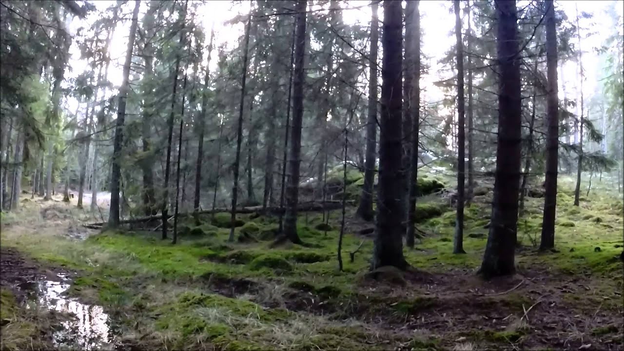 Dovhind för Stella och Etta - YouTube