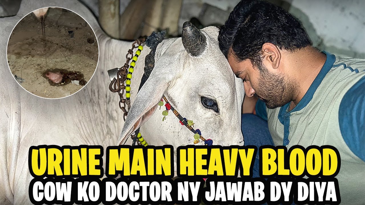 Cow Ka Urine Mein Khoon! | Doctor Ne Jawab De Diya | Cow Ko Blood ...