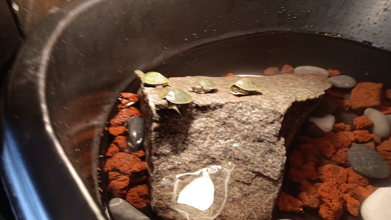 BABY TURTLE UNBOXING - YouTube