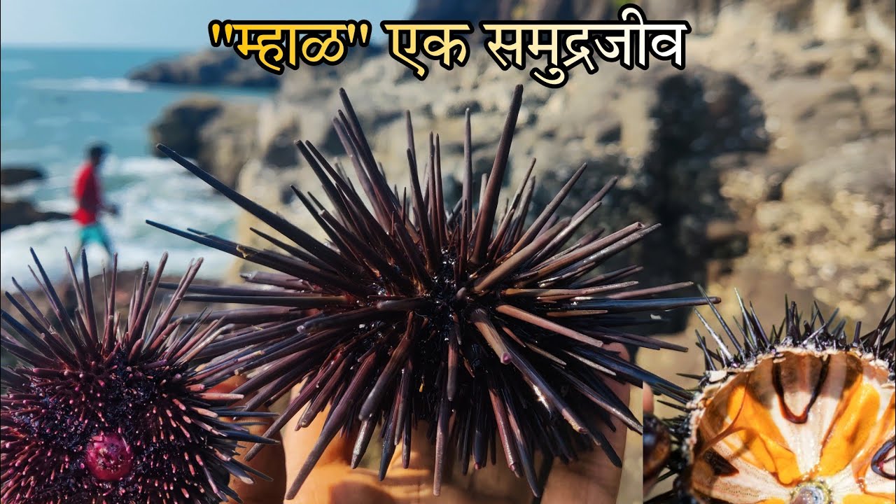 "म्हाळ" एक अनोखा समुद्रजीव | खडकांमधील विचित्र प्राणी | Sea Urchins in kokan - YouTube