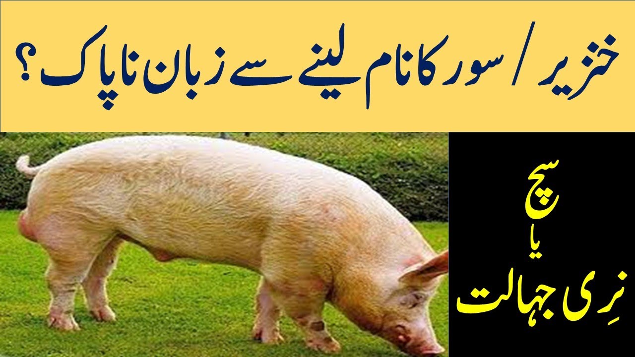 pig/khinzeer ka name lene se zuban napaak ho jati he? 40 din ki ibadat ...