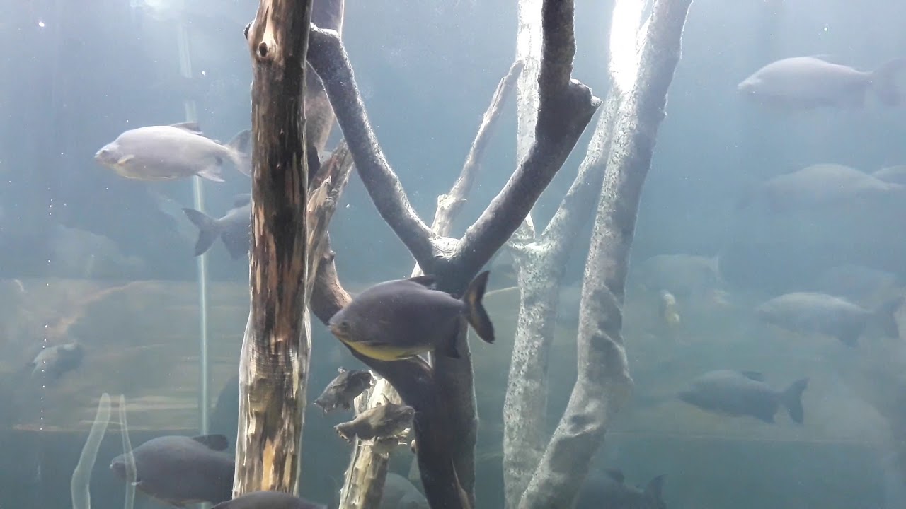 Pacu, Armado Chancho y apretadores, Acuario del Rio Parana - YouTube