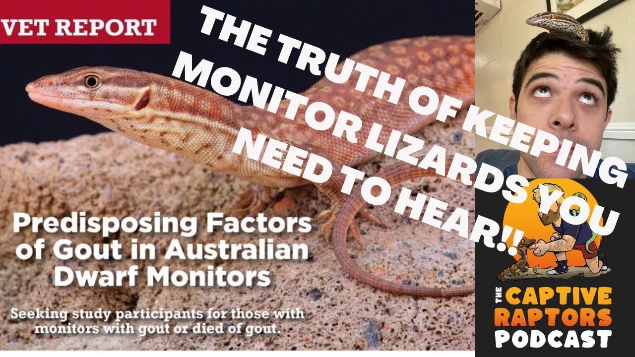 EVERYTHING ackie and dwarf monitors! the study of Gout in captive ...