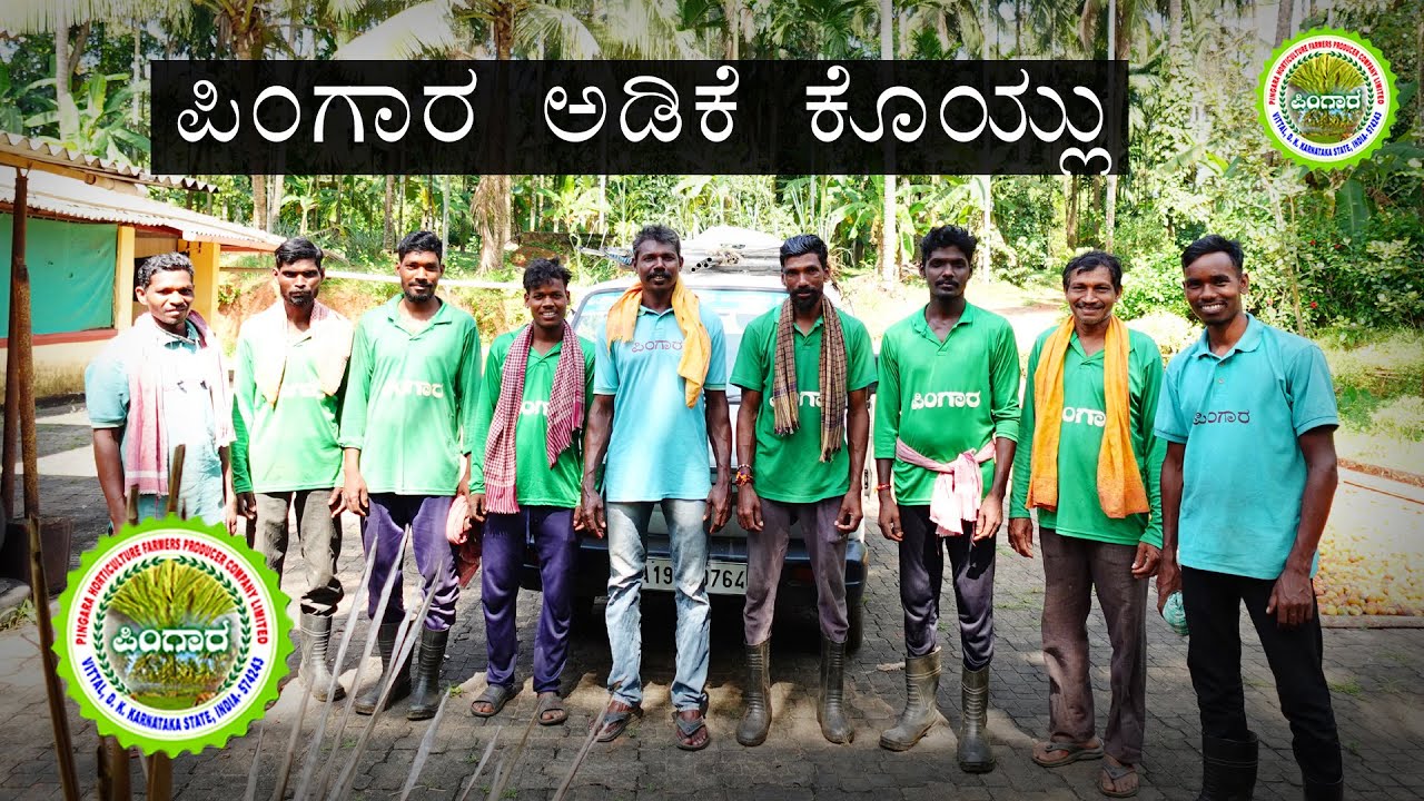 ಪಿಂಗಾರ ಸಂಸ್ಥೆಯ ಅಡಿಕೆ ಕೊಯ್ಲು | Pingaara | Arecanut Harvest | FPO | Areca ...