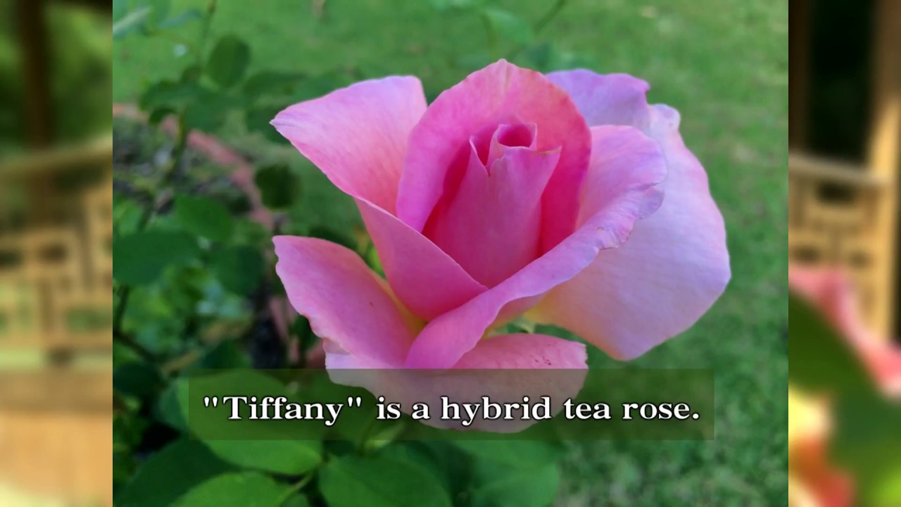 Hybrid Tea Rose, Tiffany - Slide Show Poem - YouTube