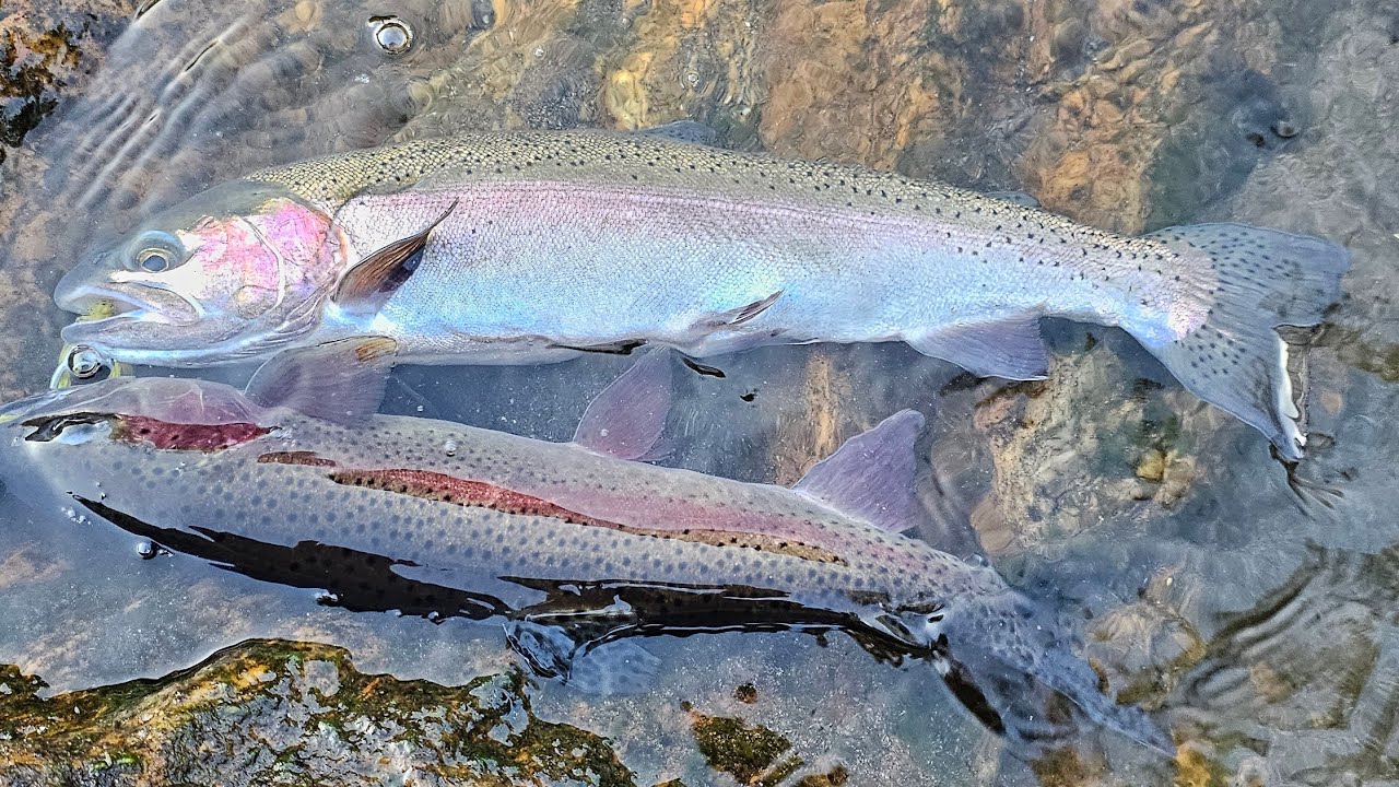 Fishing Rainbow Trout Kings River: Nuv Ntses Liab Tav Lom Zem Tiag ...