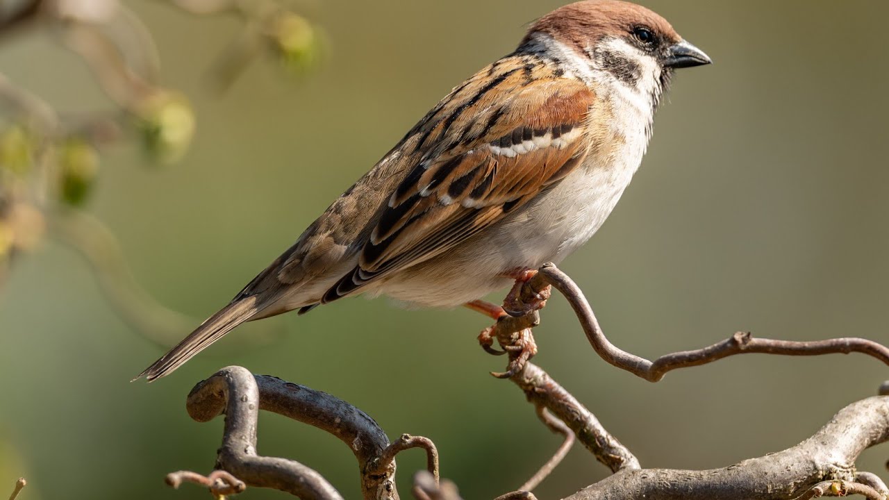 sparrow bird sound and call is relaxing sound | TRY NOT TO SLEEP - YouTube