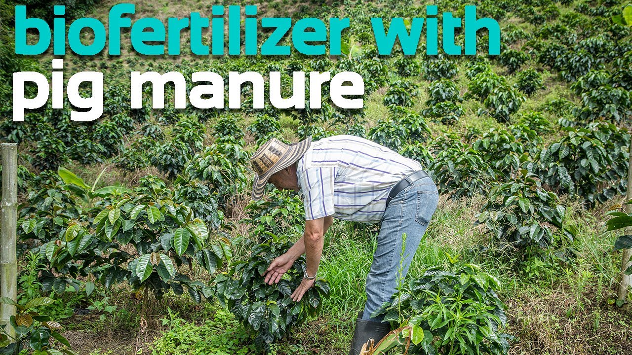 Biofertilizer with pig manure | Biodigesters Sistema.bio - YouTube