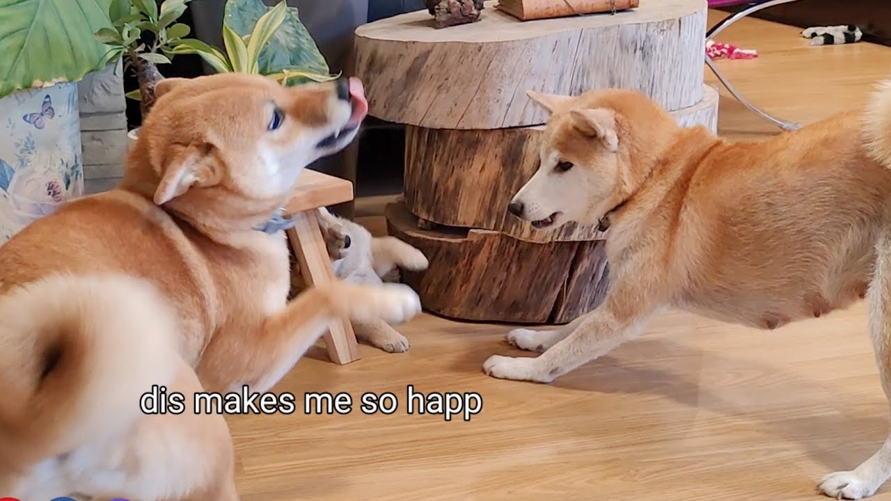 Raya FREAKS out with JOY when she Sees Suki Playing with Asami - YouTube