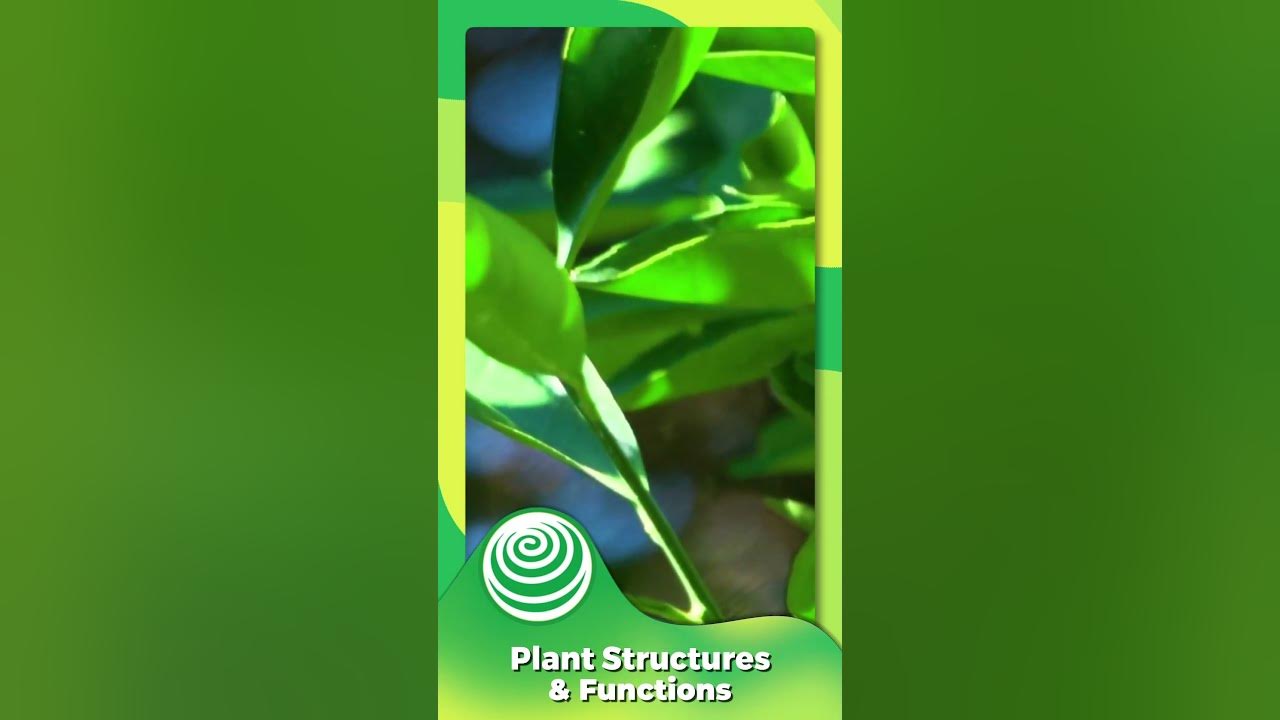 Plant Structures and Functions - YouTube