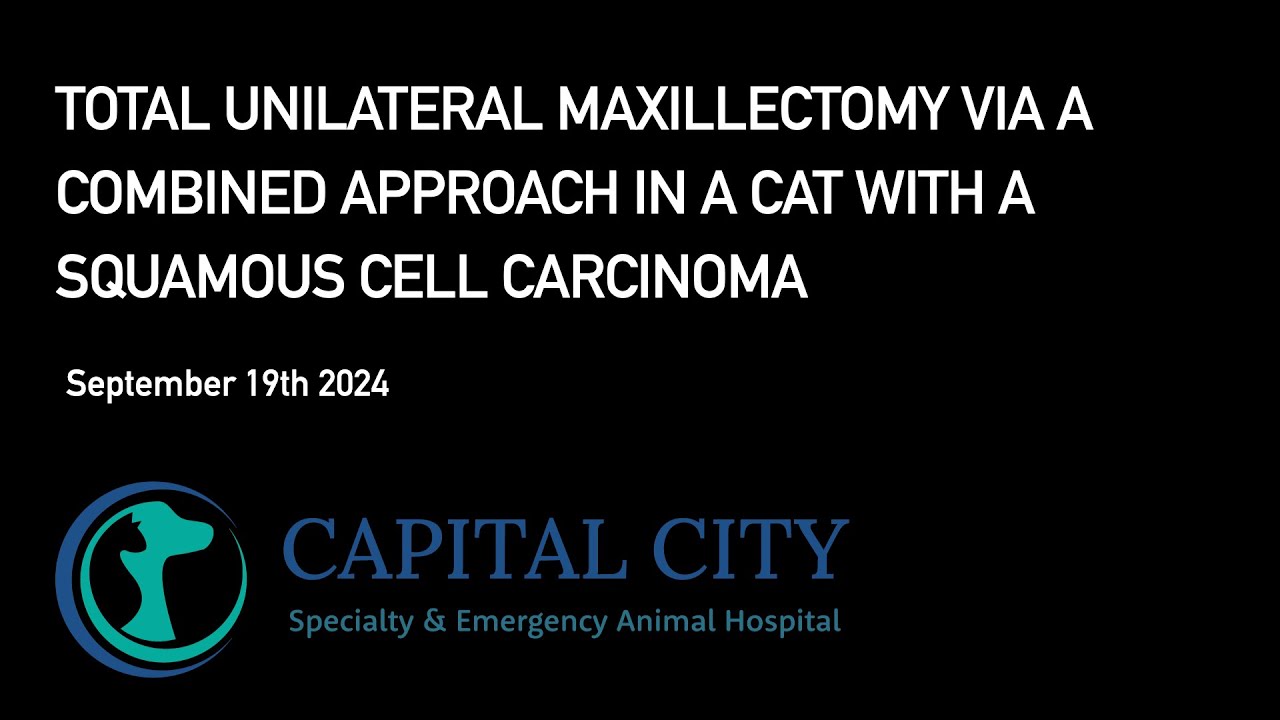 Total Unilateral Maxillectomy via a Combined Approach in a Cat, 2024/09 ...